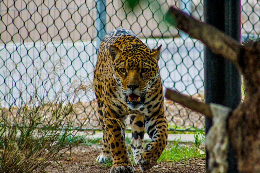 Fencing Solution for Zoos and Wildlife Parks