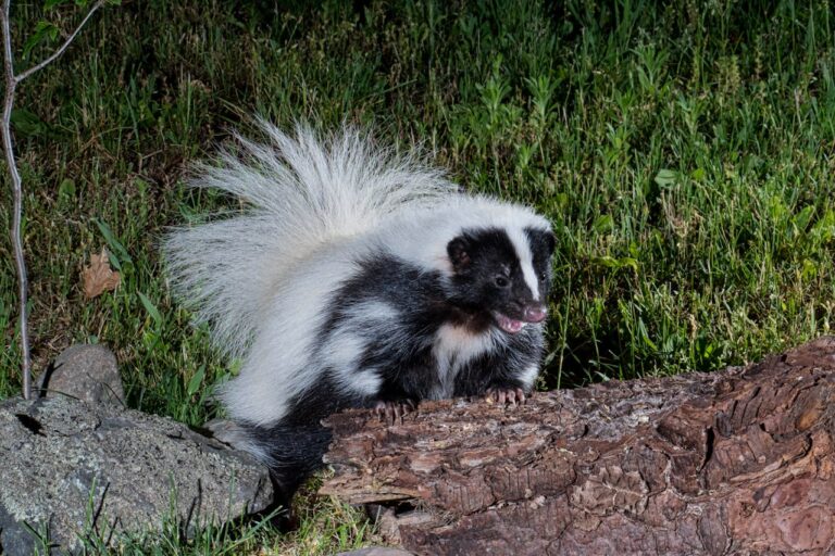 Can Skunks Climb Fences?